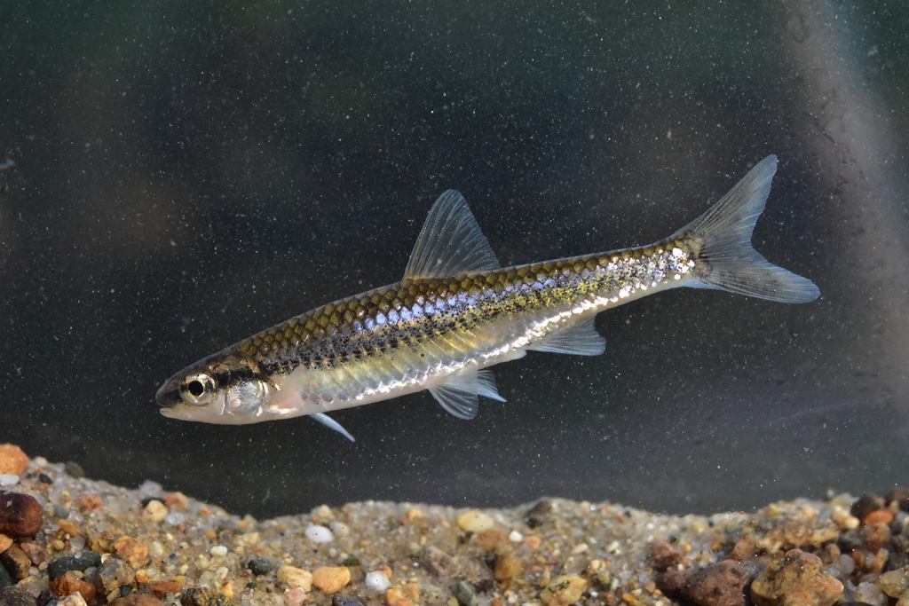 Ozark Minnow from Buchanan County, IA, USA on October 09, 2024 at 08:39 ...