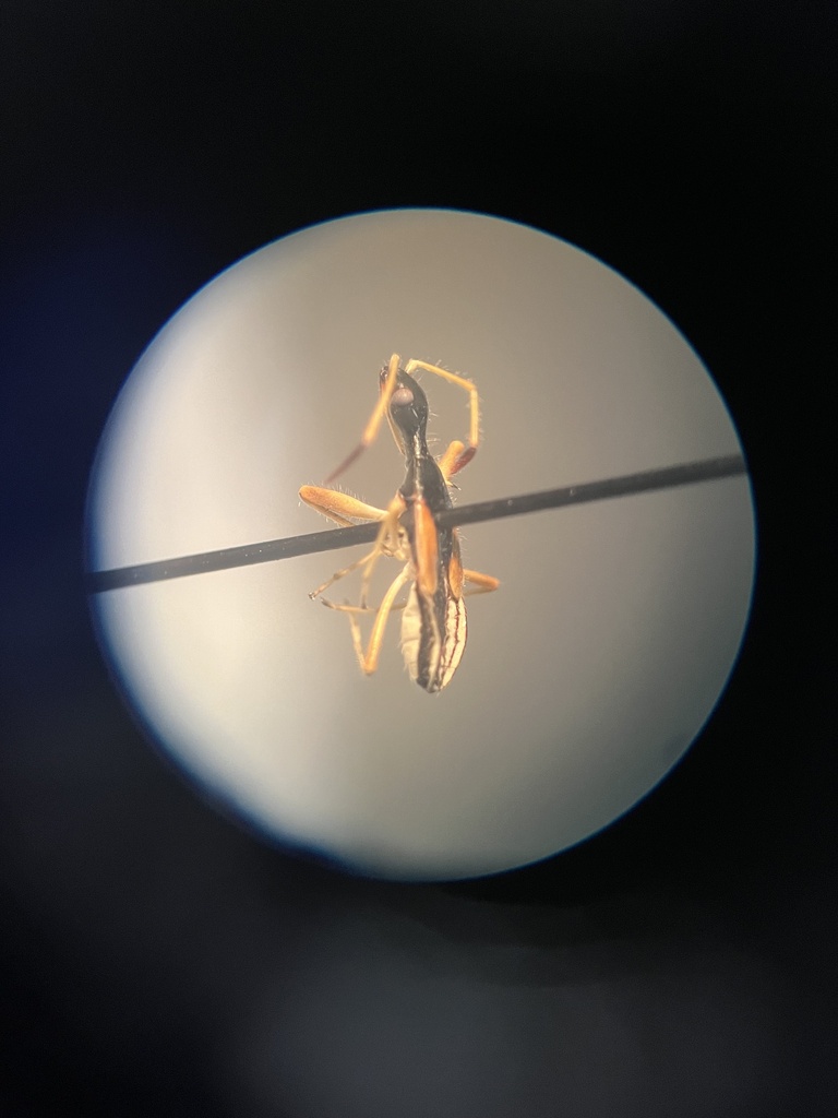 Long-necked Seed Bug from Topsfield Rd, Ipswich, MA, US on September 20 ...
