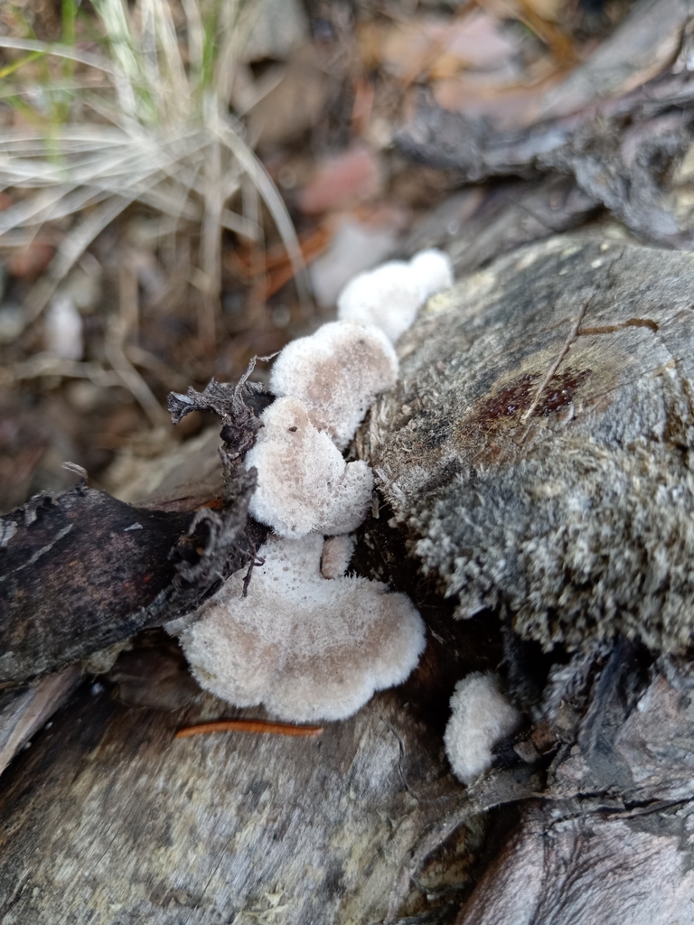 splitgill mushroom from 131, Konjska Reka, Serbia on October 9, 2024 at ...