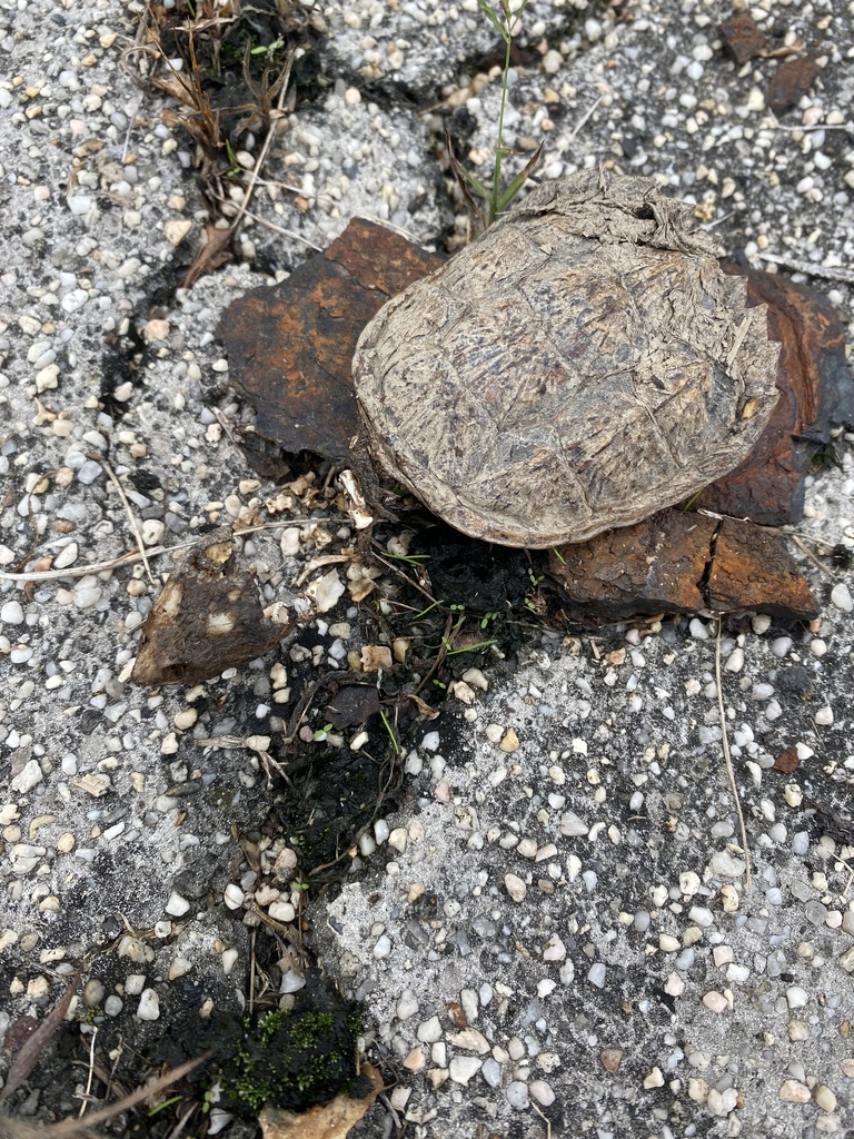 Common Snapping Turtle from Fort Delaware State Park, Delaware City, DE ...