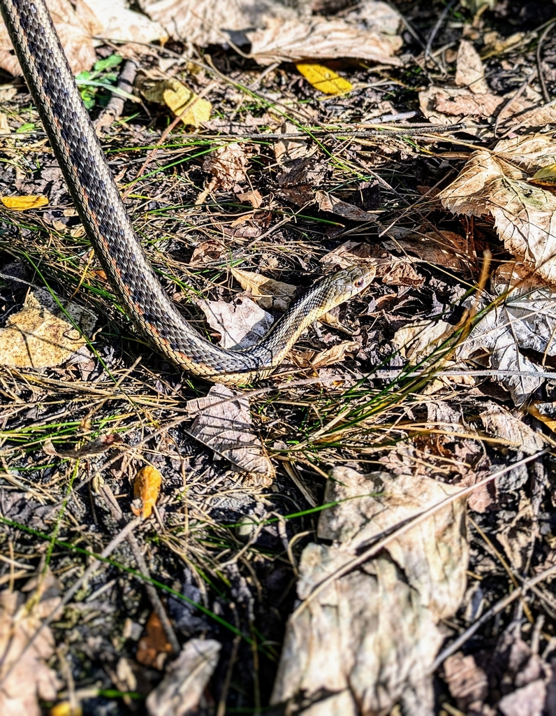 Common Garter Snake from Dearborn, MI 48128, USA on October 08, 2024 at ...