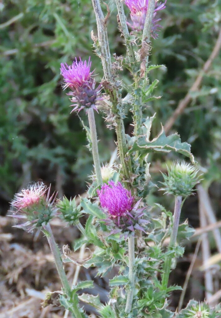 musk thistle from Park County, WY, USA on September 23, 2024 at 07:40 ...