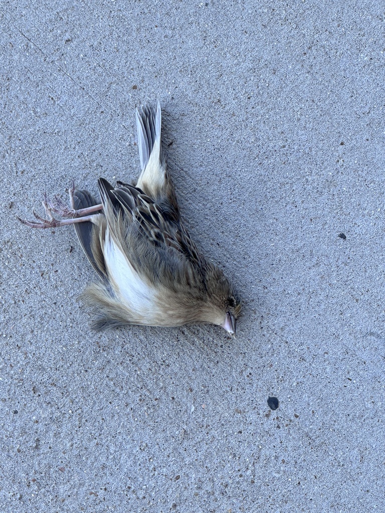 Grasshopper Sparrow from Ten Gallon Dr, Fort Worth, TX, US on October 9 ...