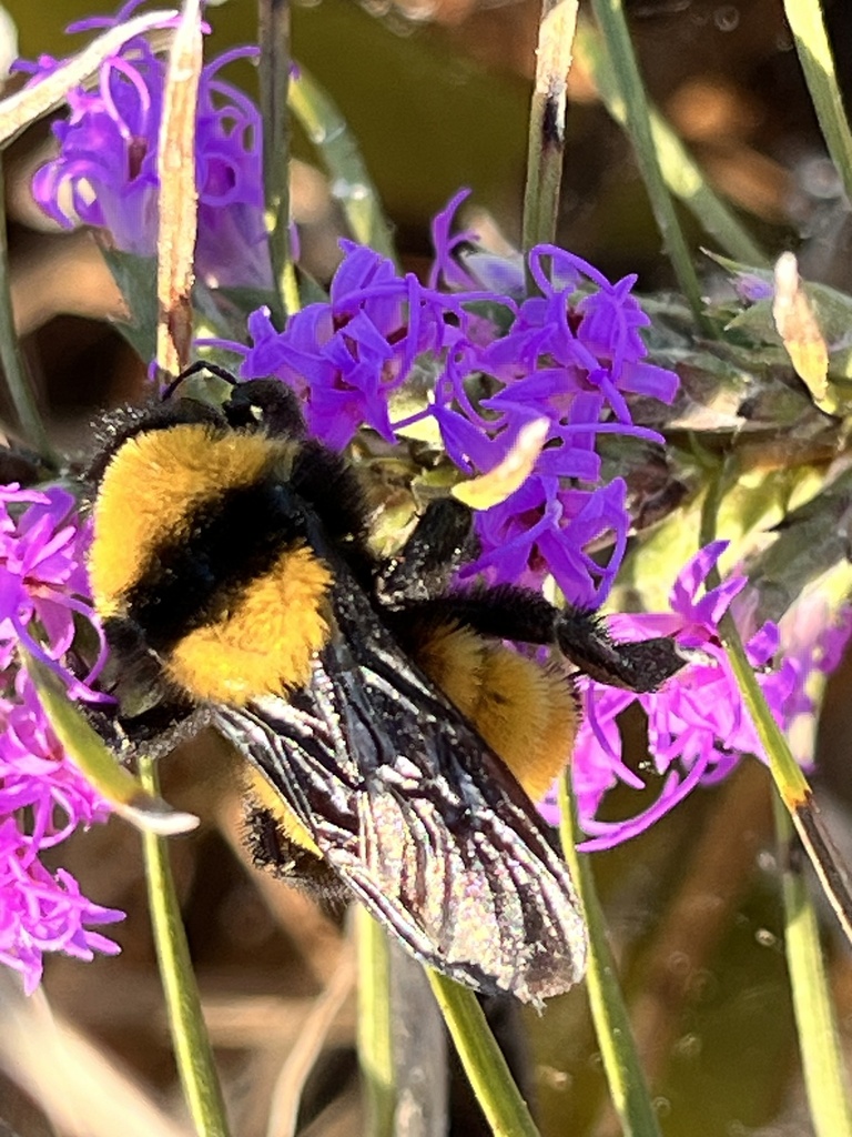 Sonoran Bumble Bee from Burnet, TX, US on October 9, 2024 at 05:50 PM ...