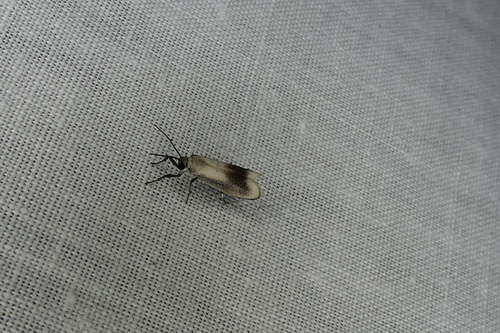 Nephelosia caecina · iNaturalist