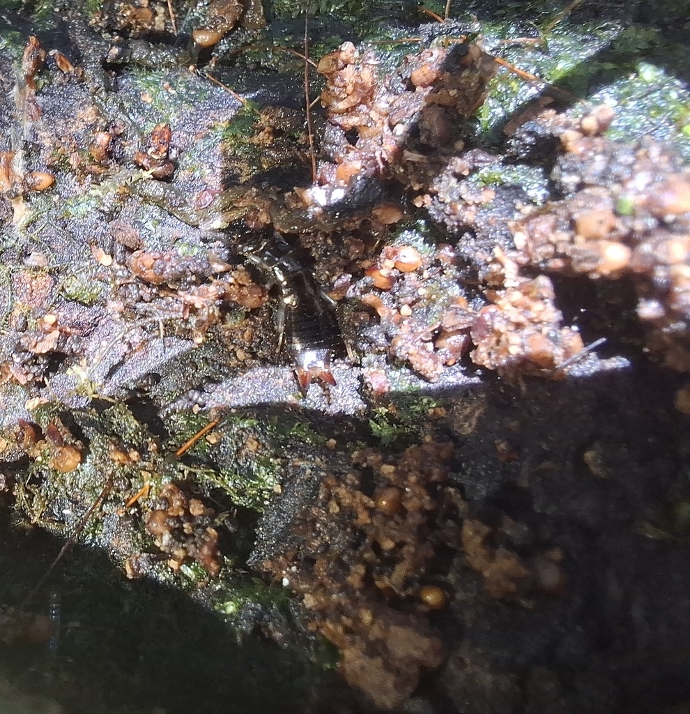Anisolabididae from WW25+9H6 Kotte Rampart Wetland Park, Sri ...