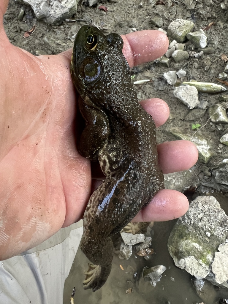 American Bullfrog from SR-5, Marion Junction, AL, US on October 9, 2024 ...