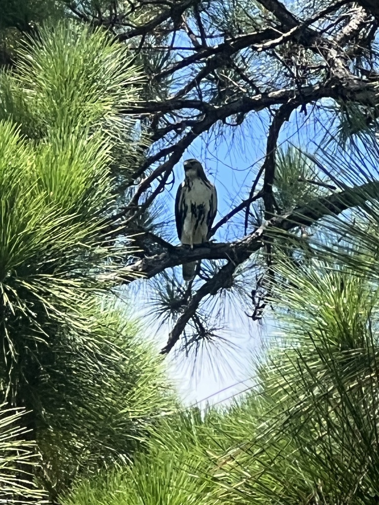 Red-tailed Hawk from Dakota Dr, Jupiter, FL, US on August 12, 2023 at ...