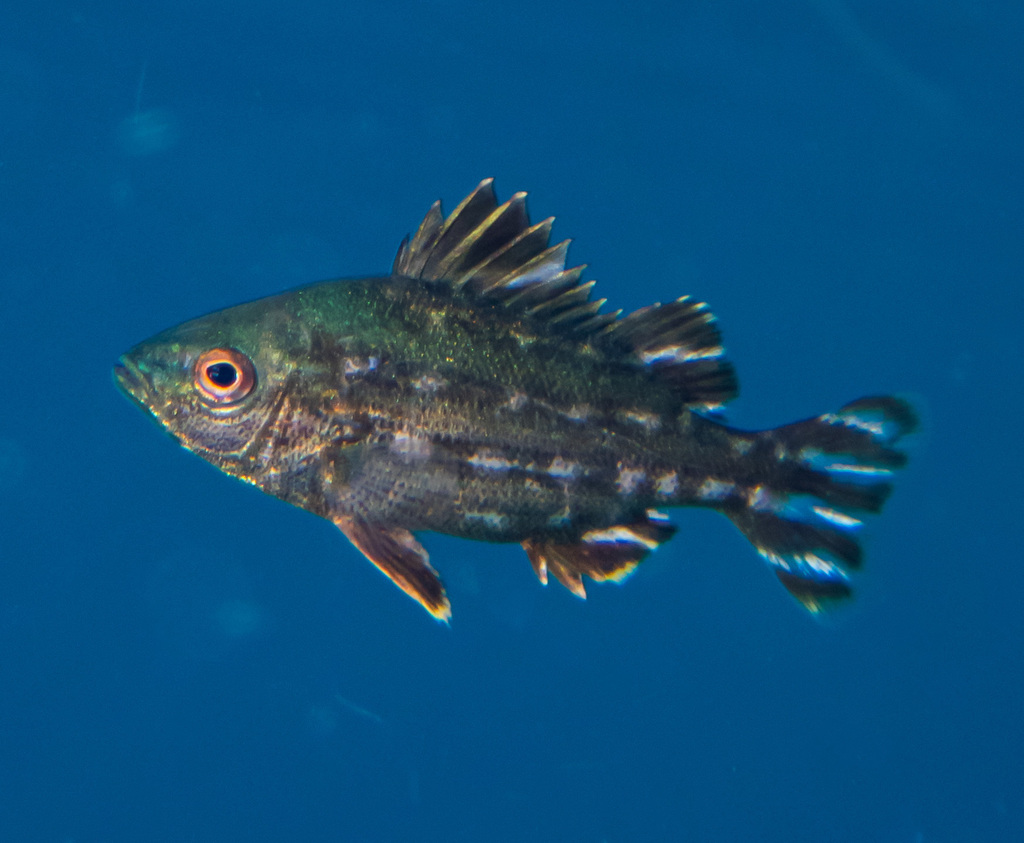 Largescale Grunter (Terapon theraps) - Marine Life Identification