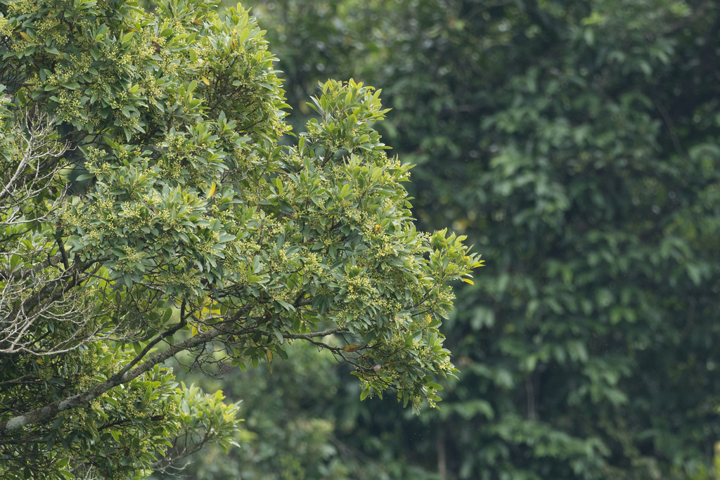 Machilus chinensis in October 2024 by tkp123 · iNaturalist