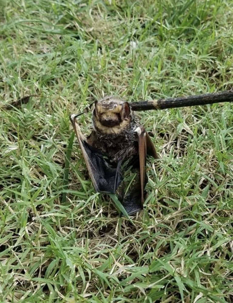 Hoary Bat from 87th St, Lubbock, TX, US on October 1, 2017 at 09:33 AM ...