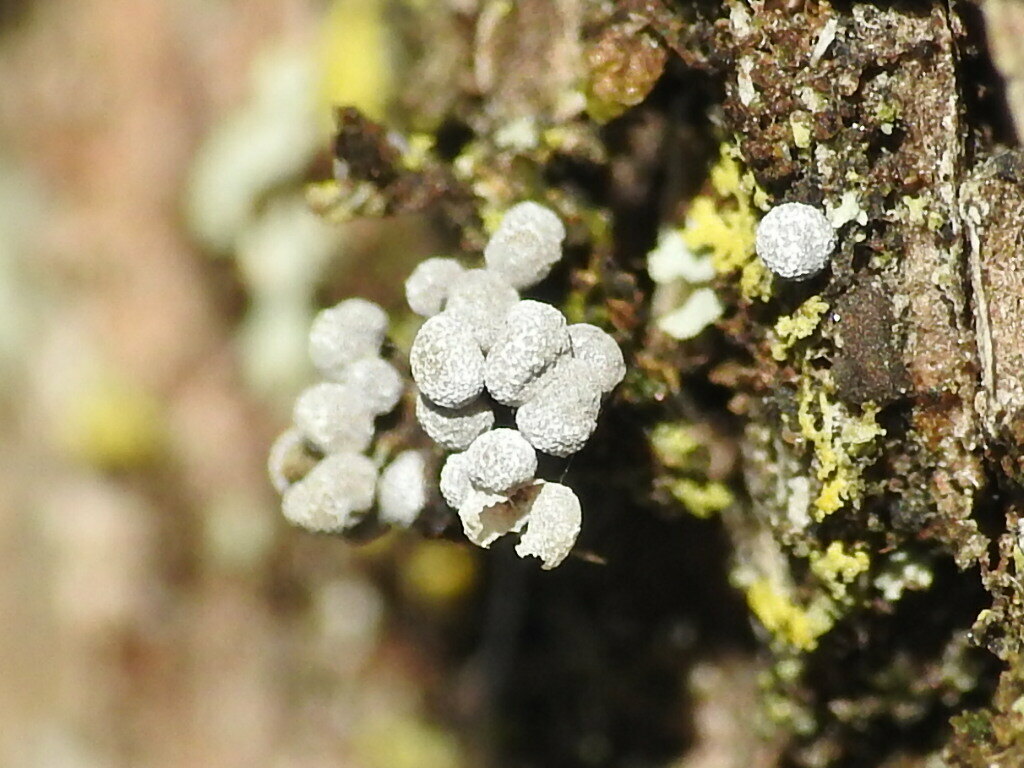 true slime molds in October 2024 by Donna J. Parry. Growing on Eastern ...