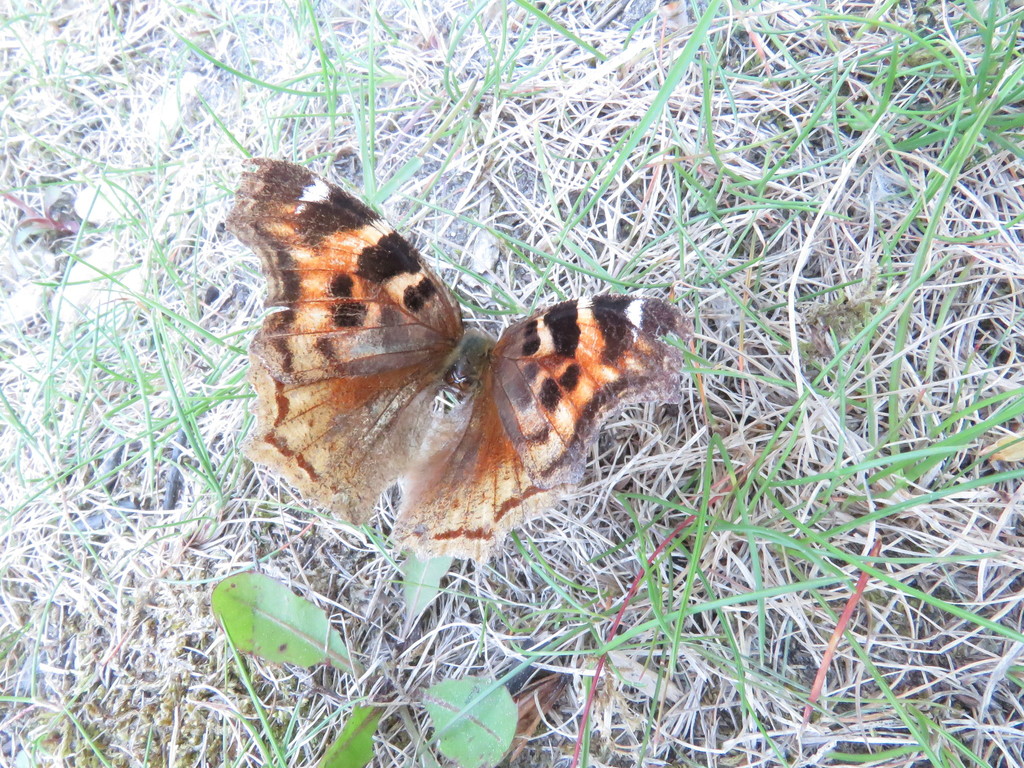 Nymphalis l-album j-album from Hadashville Service Rd, Hadashville, MB ...