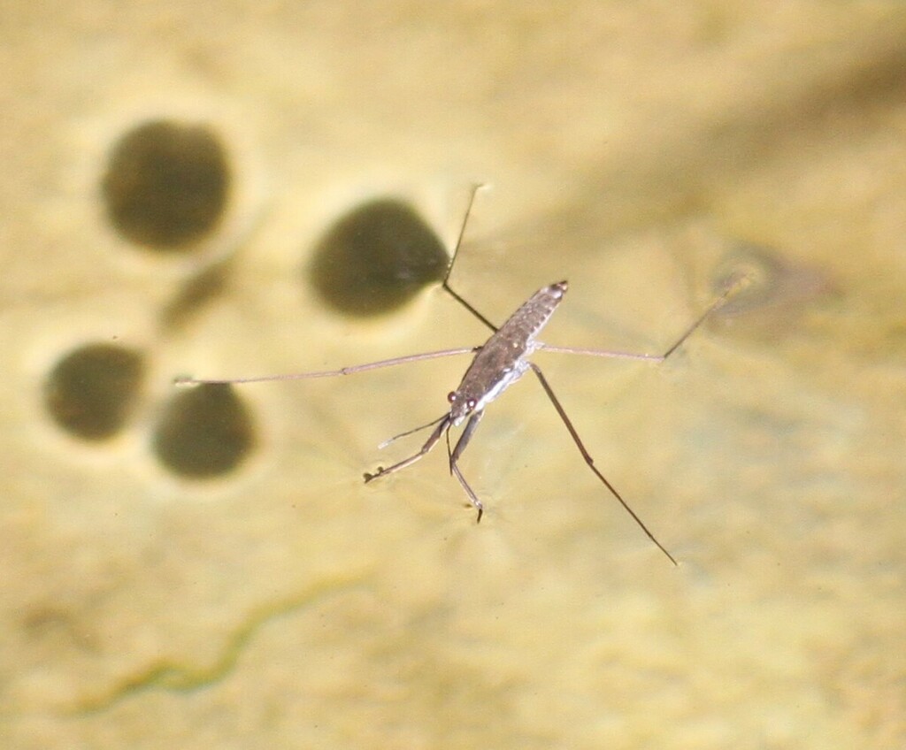 North American Common Water Strider from San Carlos, San Diego, CA, USA ...