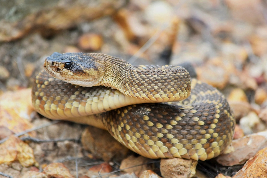 Cascabel de cola negra mexicana desde Monte Escobedo, Zac., México el ...