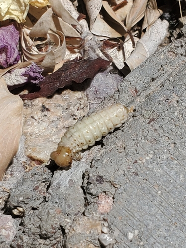 Observations by scifrei · iNaturalist