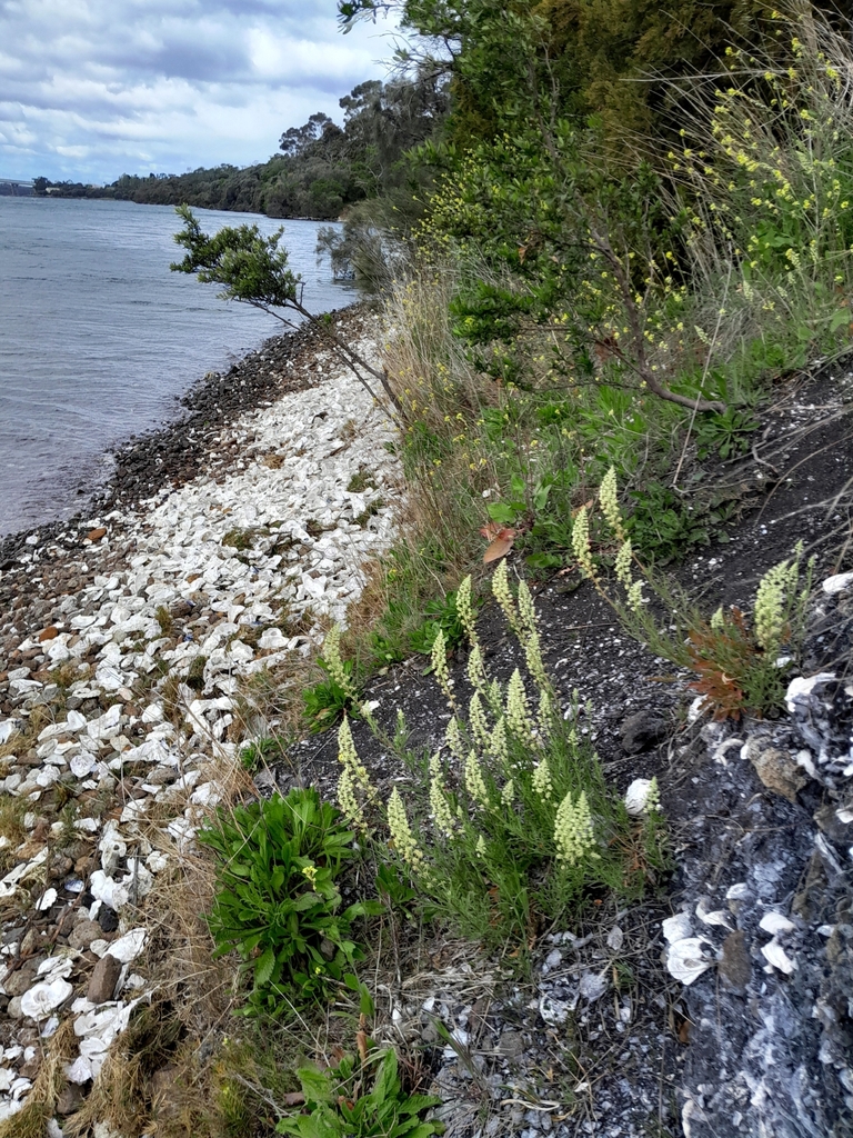 Wild Mignonette from Queens Domain TAS 7000, Australia on October 10, 2024 at 12:48 PM by Tom ...