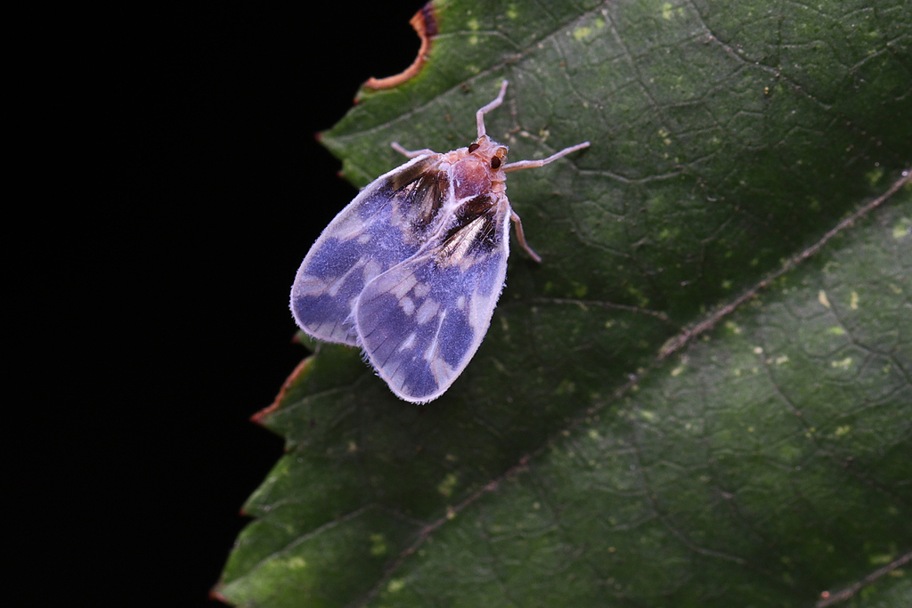 Borysthenes emarginatus from 中国浙江省杭州市西湖区 on June 22, 2019 at 09:43 PM ...