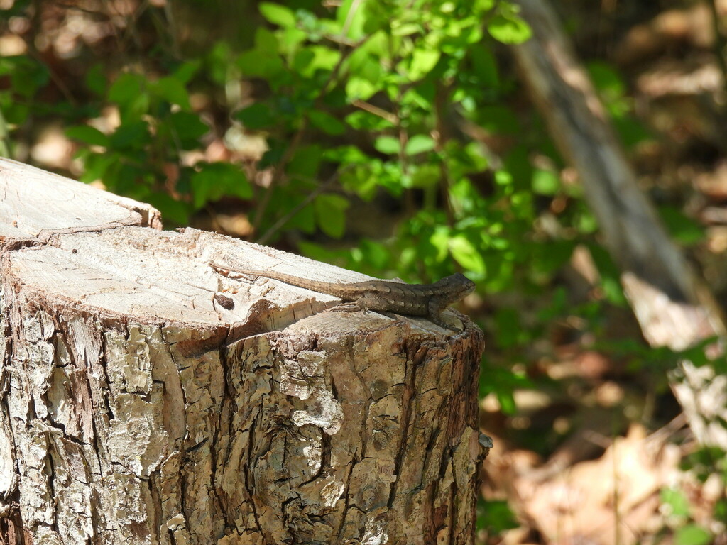 Prairie Lizard from Washington, AR 71862, USA on April 12, 2023 at 11: ...