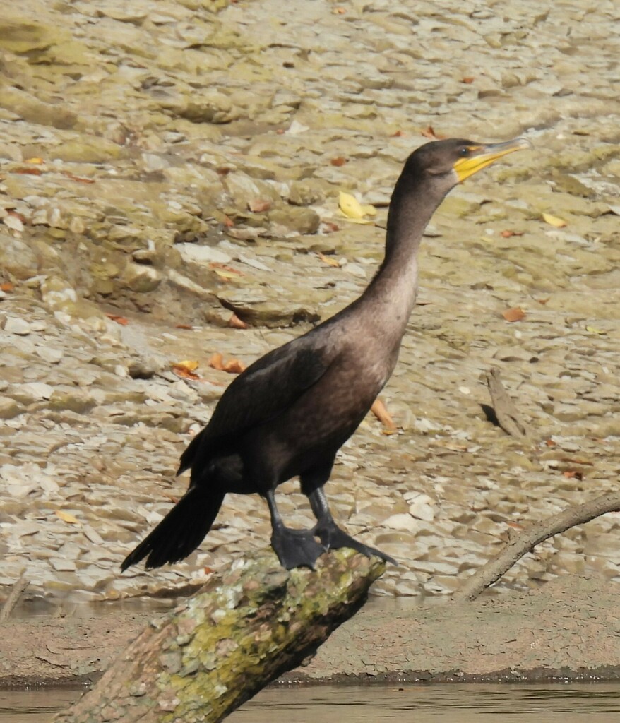 Double-crested Cormorant from Alabama River, downstream of Benton boat ...