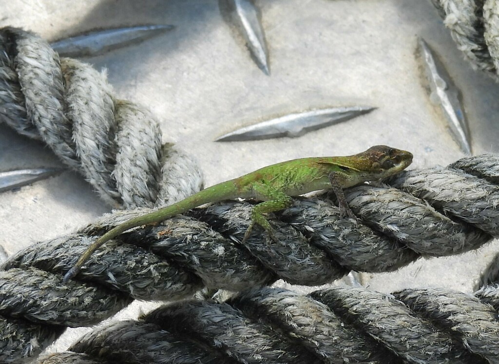 Green Anole from Alabama River, downstream of Benton boat ramp, Lowndes ...