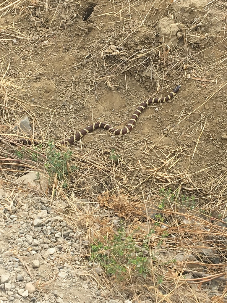 California King Snake from Kenneth Hahn State Recreation Area, Los ...