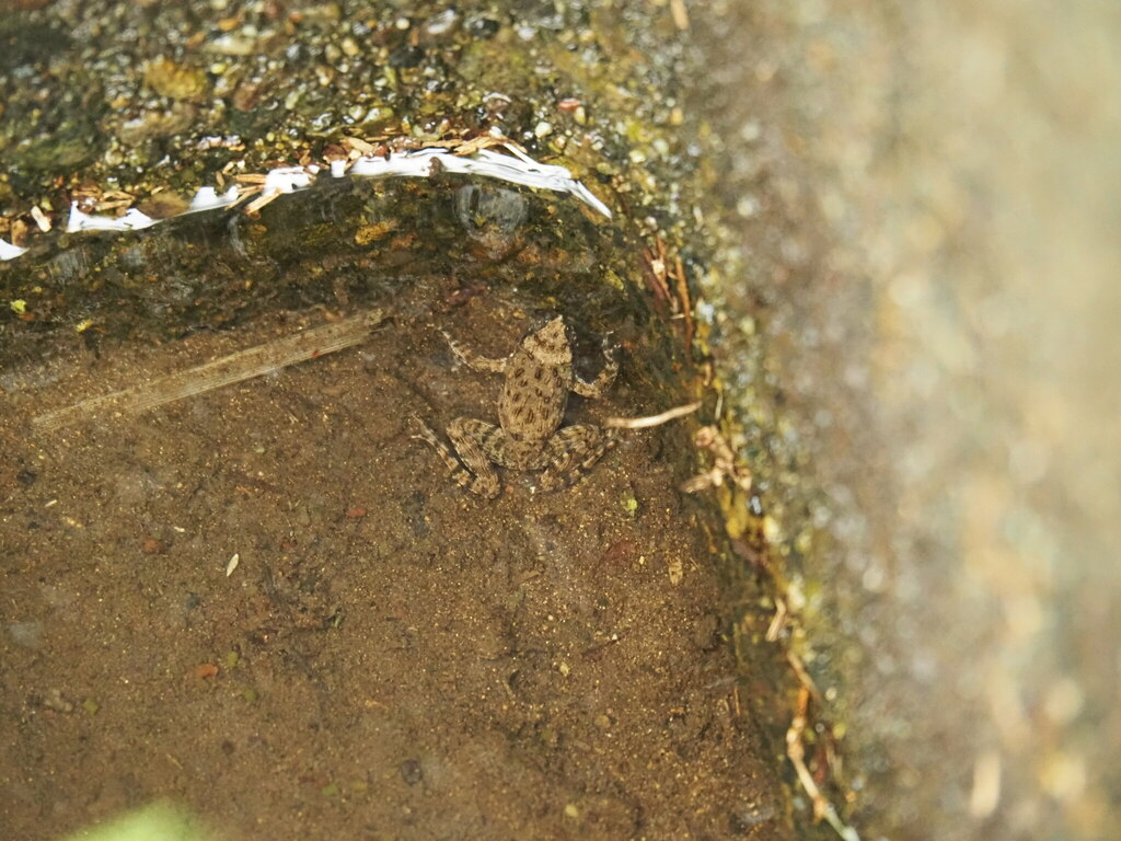 Proto wrinkled frog in September 2023 by togari · iNaturalist