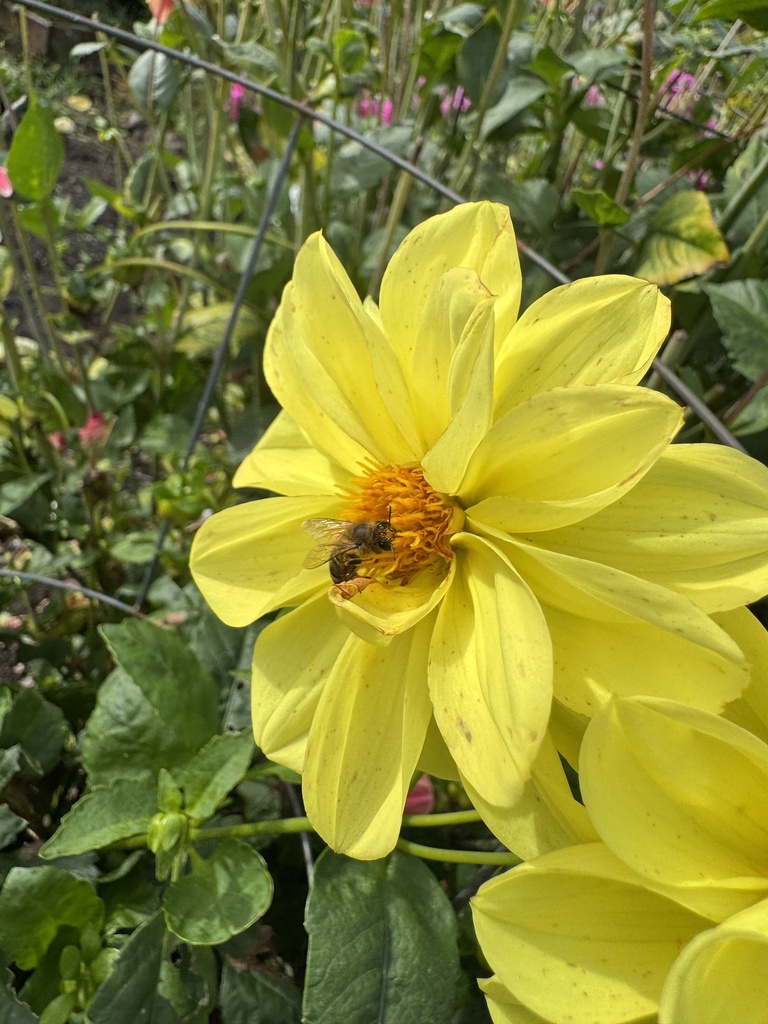 Western Honey Bee from Picardo Farm P-Patch, Seattle, WA, US on October ...