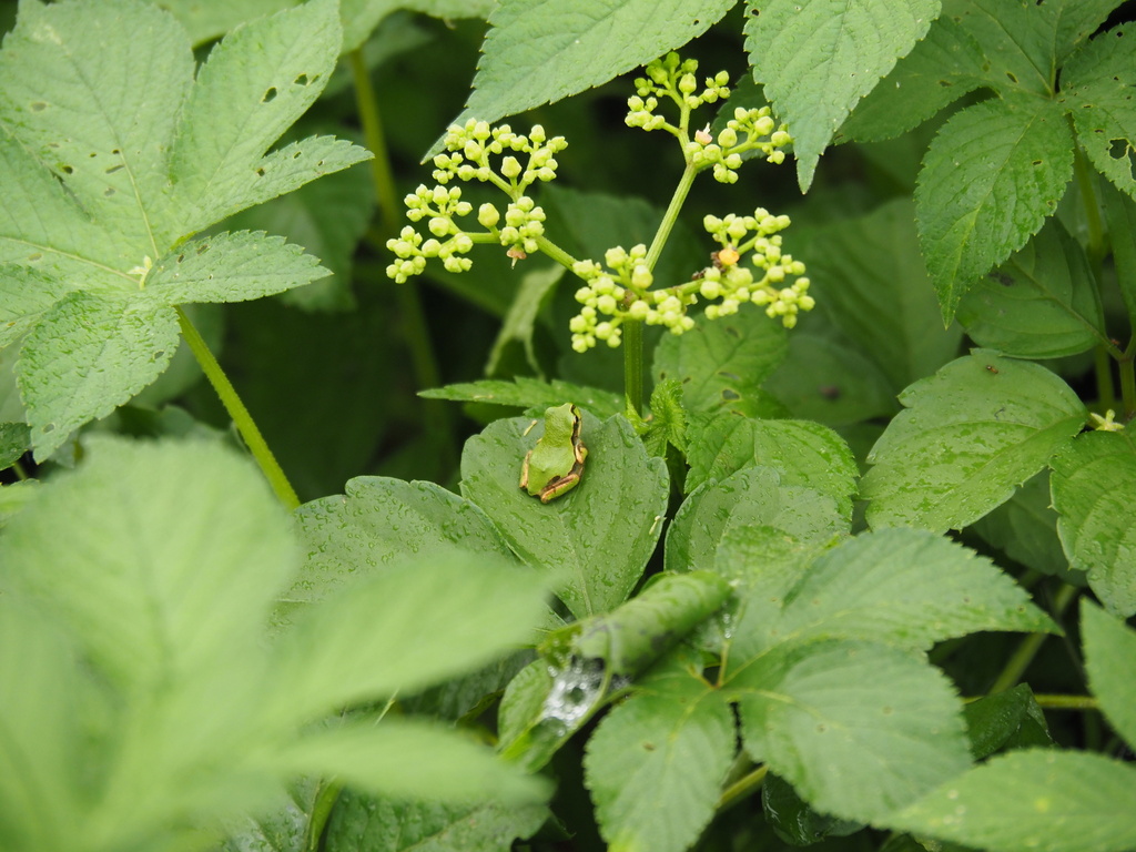 Japanese Tree Frog in September 2023 by togari · iNaturalist