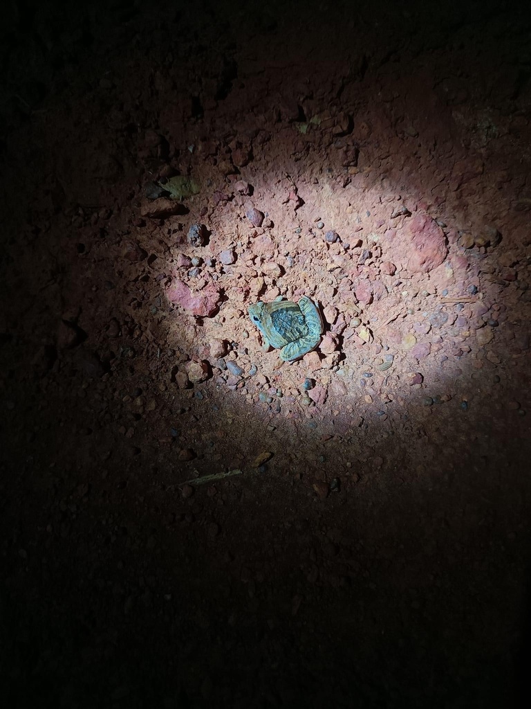 Beautiful Pygmy Frog from Kayin, MM on May 25, 2023 at 12:19 PM by ...
