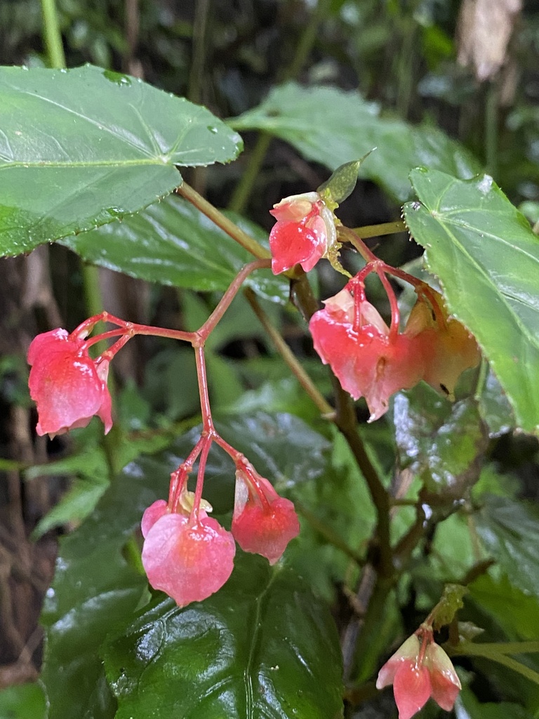 metal-leaf begonia from Chocamán, Ver., MX on October 09, 2024 at 01:23 ...