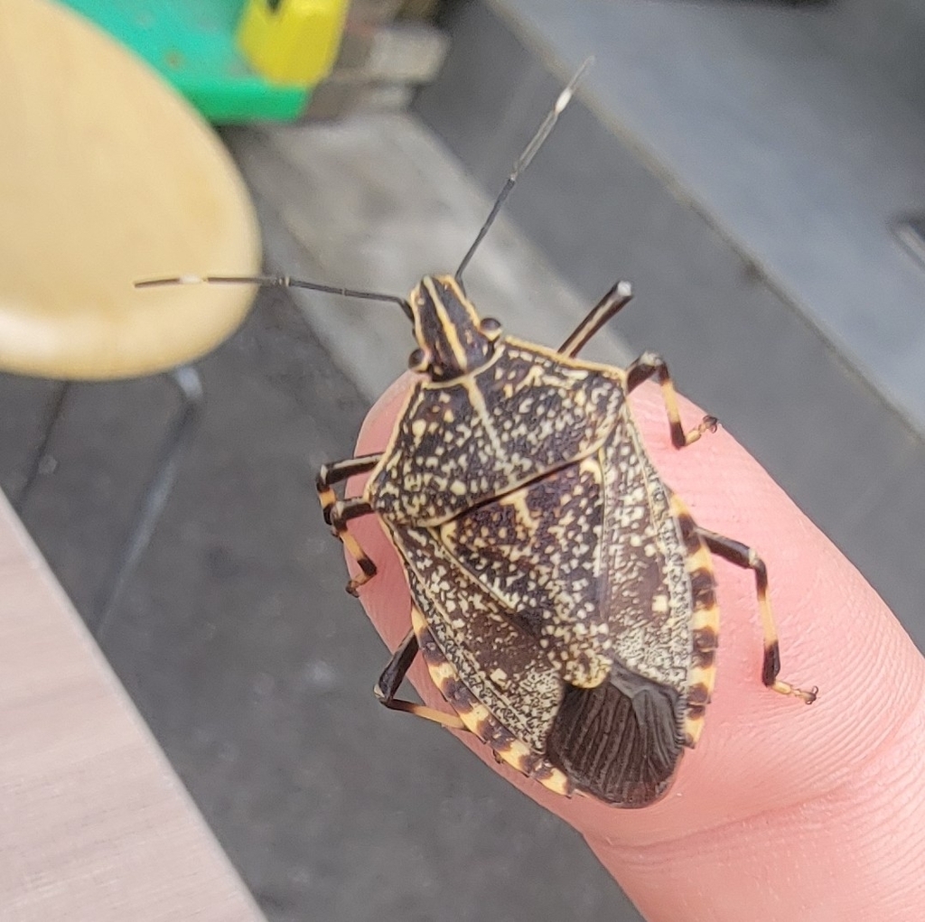 Yellow-spotted Stink Bug from Nanjing, CN-JS, CN on October 10, 2024 at ...
