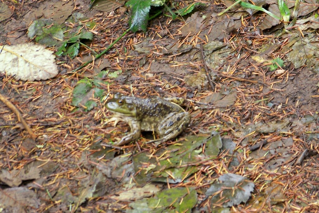 American Bullfrog from King County, WA, USA on November 09, 2008 at 02: ...