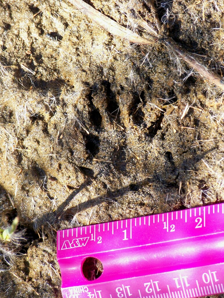 American Mink from Grant County, WA, USA on October 11, 2008 at 02:19 ...
