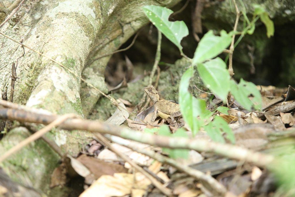 Acanthosaura rubrilabris from 中国云南省西双版纳傣族自治州勐腊县 on July 19, 2023 at 02: ...