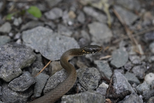 Japanese Keelback (Hebius vibakari) - Snakes and Lizards