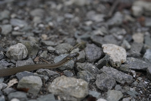 Japanese Keelback (Hebius vibakari) - Snakes and Lizards