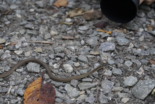 Japanese Keelback (Hebius vibakari) - Snakes and Lizards