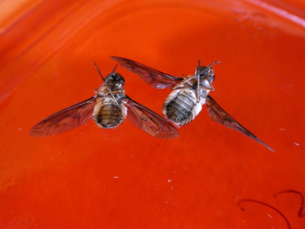 Horse and Deer Flies from Pima County, AZ, USA on October 5, 2024 at 12 ...