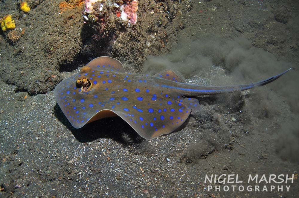 Bluespotted Fantail Ray from Karang Asem, ID-BA, ID on September 21 ...