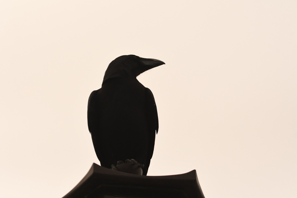 Large-billed Crow from Kasai Rinkai Park, 6-chōme-2-2 Rinkaichō ...