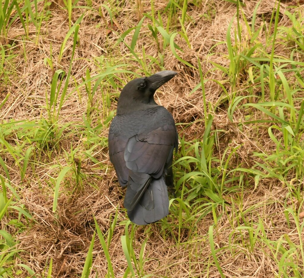 Large-billed Crow from Rinkaicho, Edogawa City, Tokyo 134-0086, Japan ...