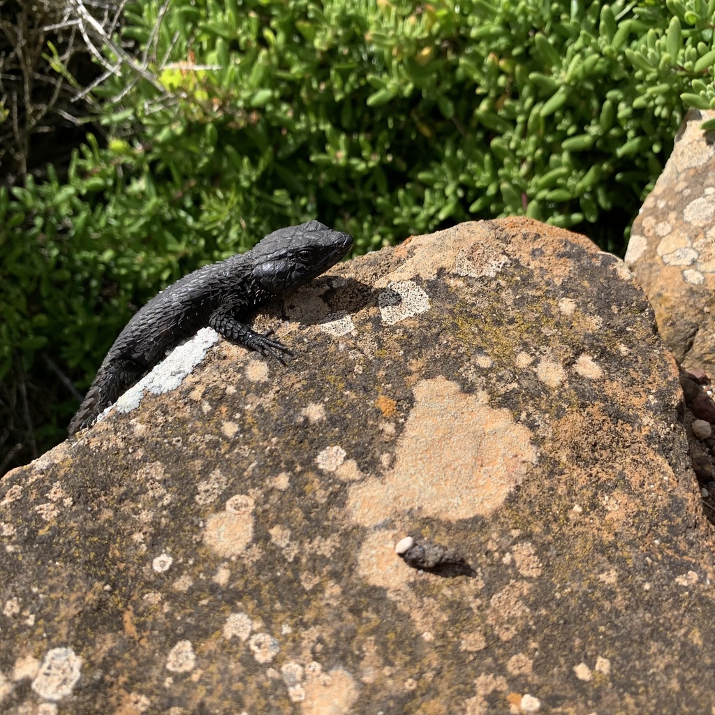 Black Girdled Lizard from Table Mountain National Park, Cape Point, WC ...