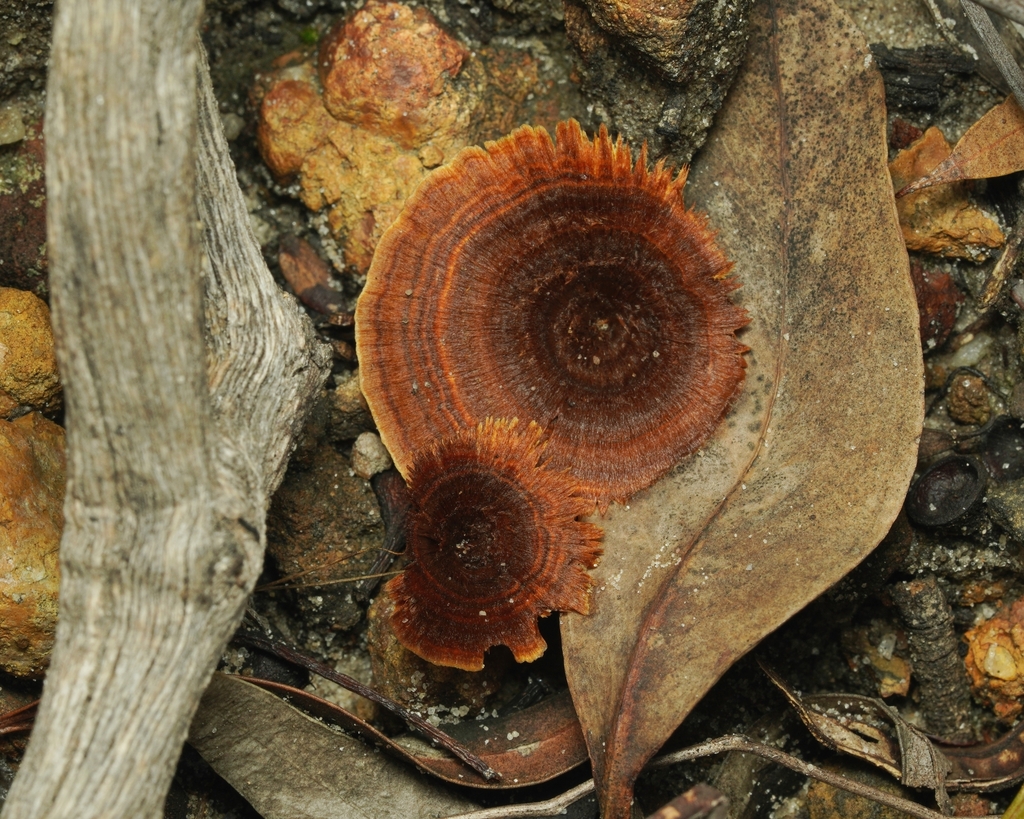Coltricia from Warradarge WA 6518, Australia on August 29, 2024 at 04: ...