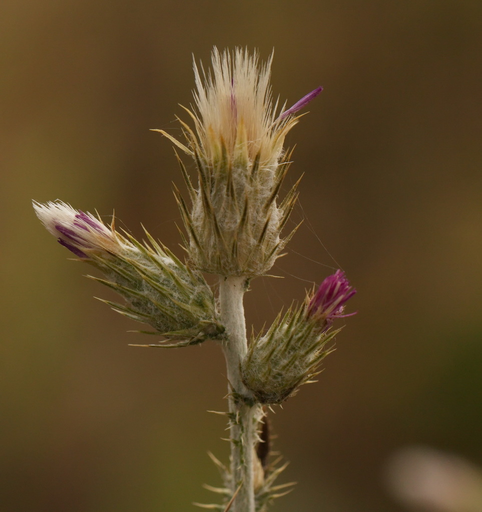 Carduus pycnocephalus cinereus (Noxious Weeds of Washington State ...