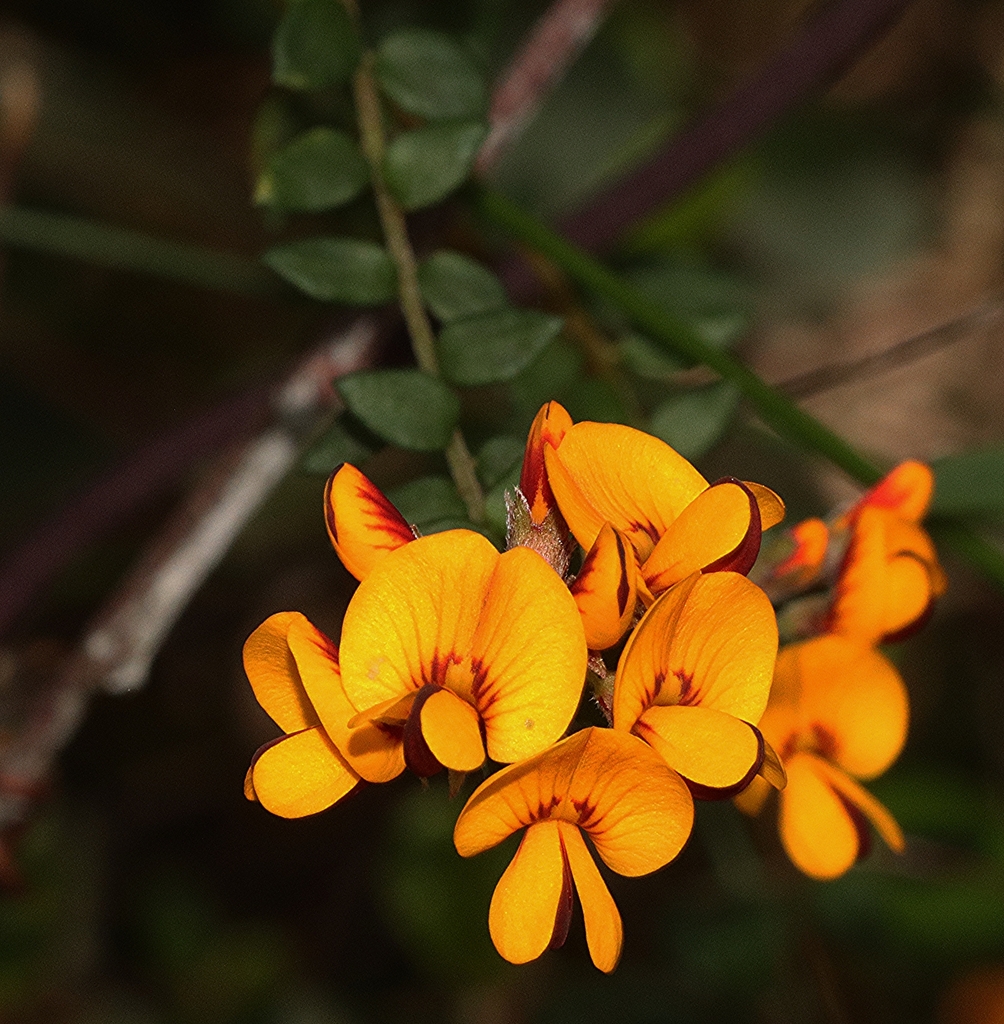 golden bush-pea (Pultenaea gunnii) - Botanical Realm