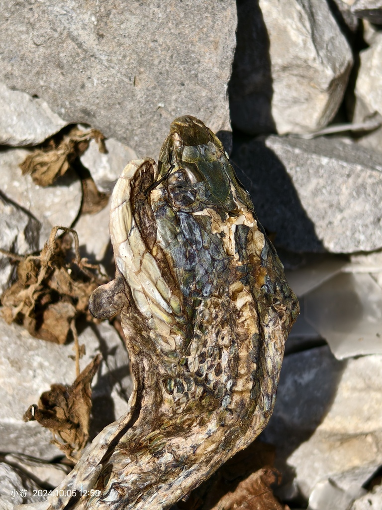 Colubrid Snakes in October 2024 by 小游 · iNaturalist