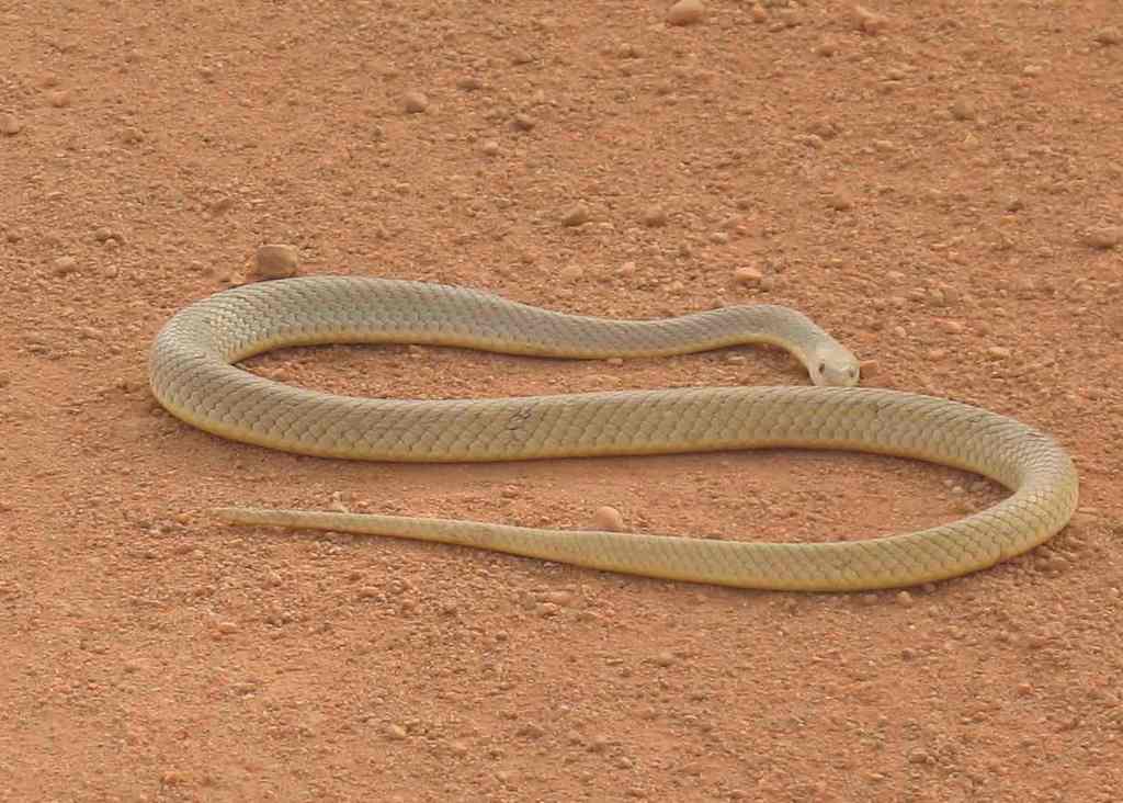 Western Rufous Beaked Snake from Tanguiéta, Benin on March 4, 2007 at ...