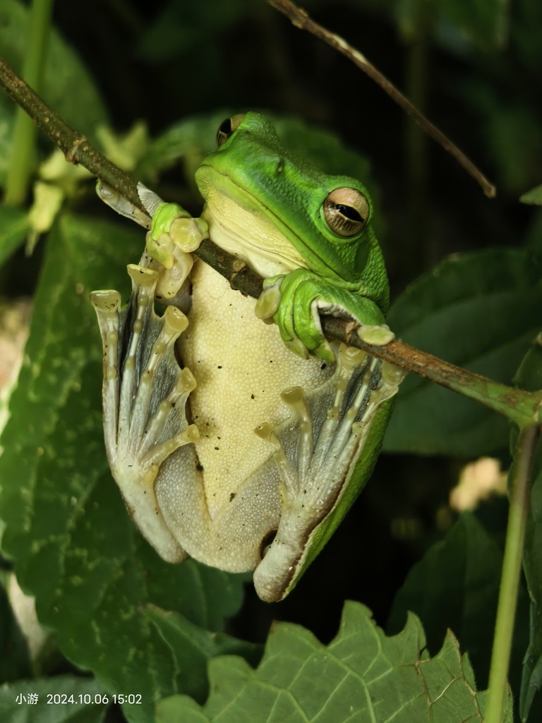 Chinese Flying Frog from Qiannan Buyei and Miao, Guizhou, China on ...