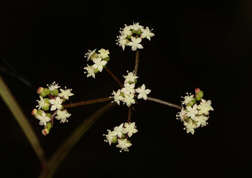 Platysace filiformis · iNaturalist United Kingdom